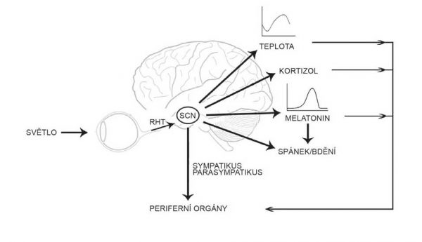 Co je cirkadiánní rytmus a jak funguje? | iSpanek